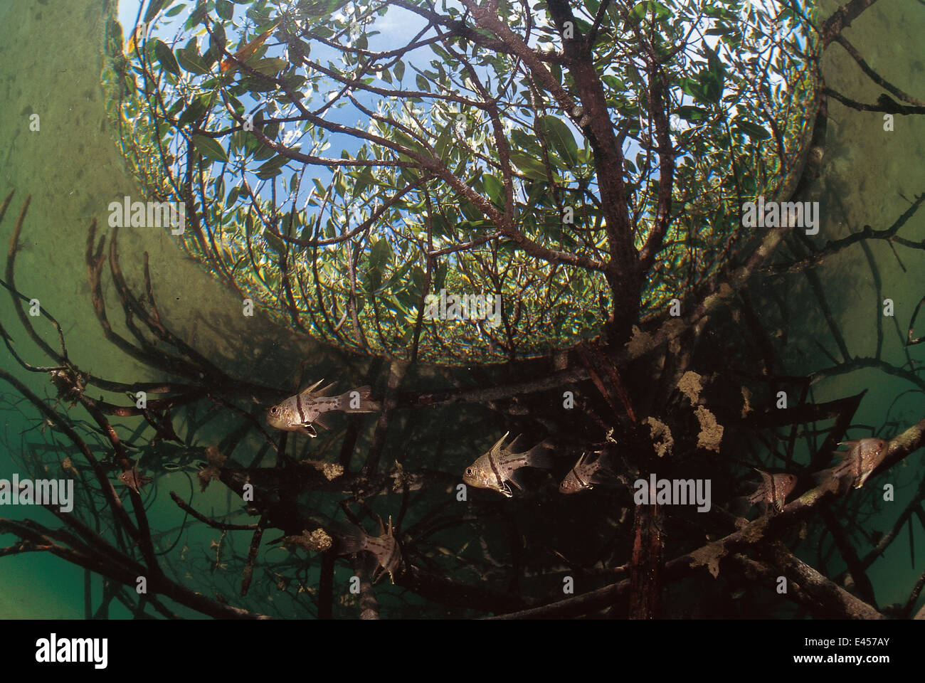 Shoal of Orbiculate cardinalfish {Sphaeramia orbicularis} amongst ...