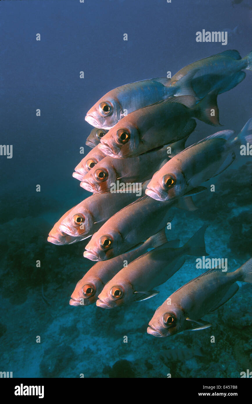 Common bigeye priacanthus hamrur hi-res stock photography and images ...