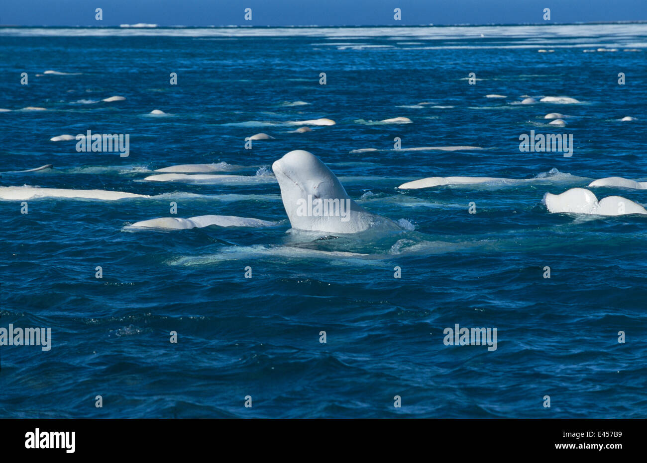 Beluga whale pod hi-res stock photography and images - Alamy