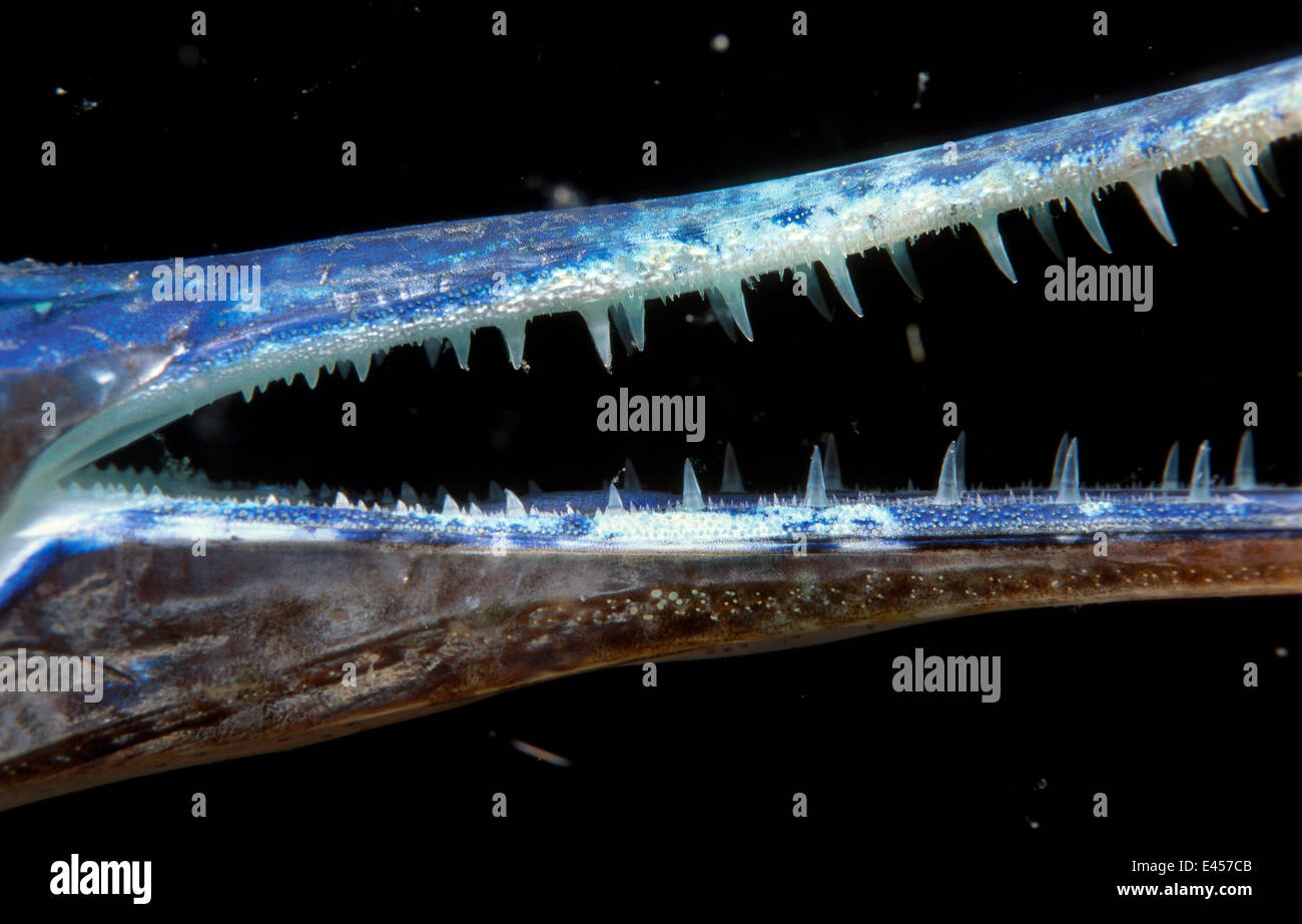 Garfish Belone Belone High Resolution Stock Photography and Images - Alamy