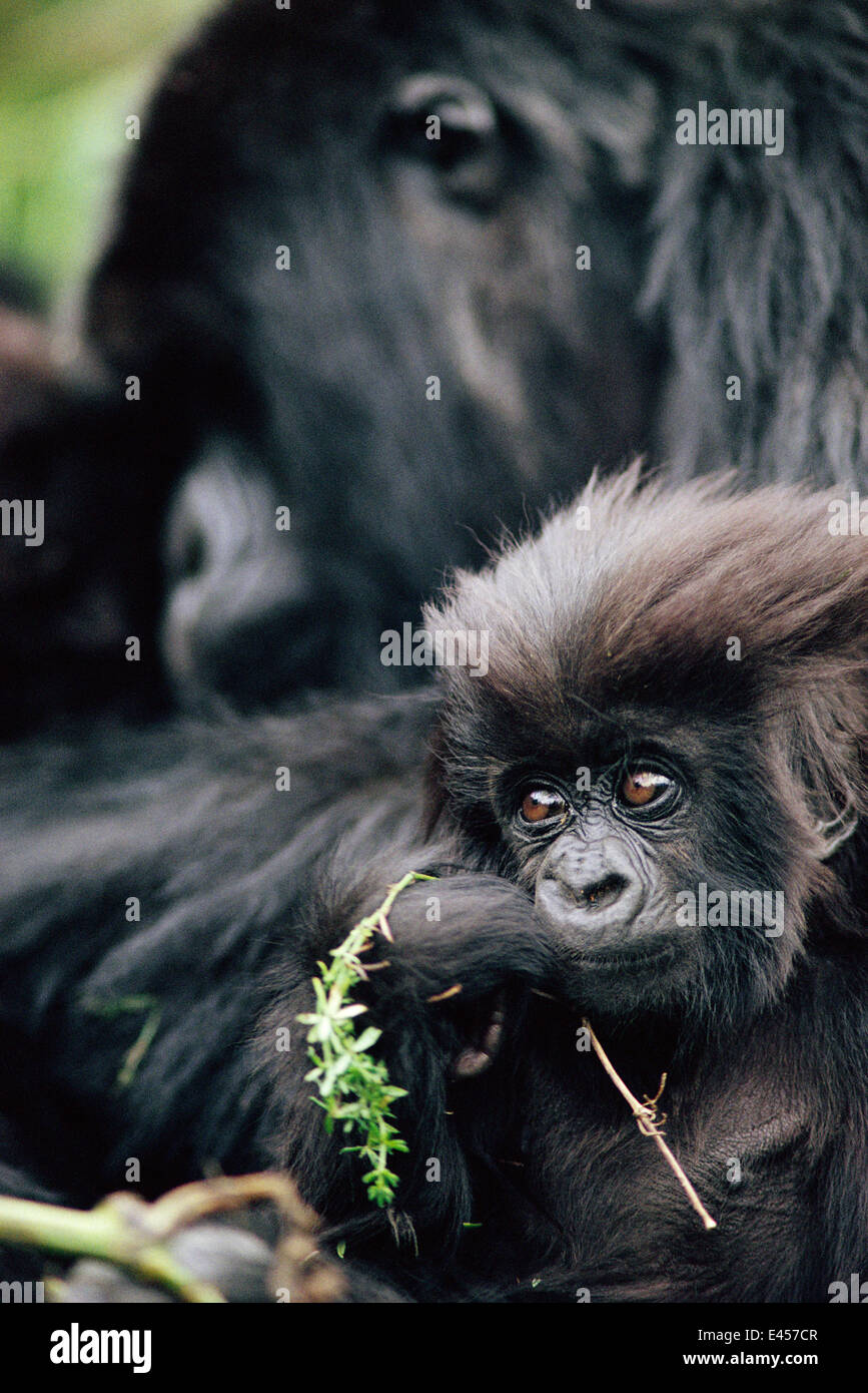 Mountain gorilla baby {Gorilla gorilla beringei} Virunga NP, Dem Rep of ...