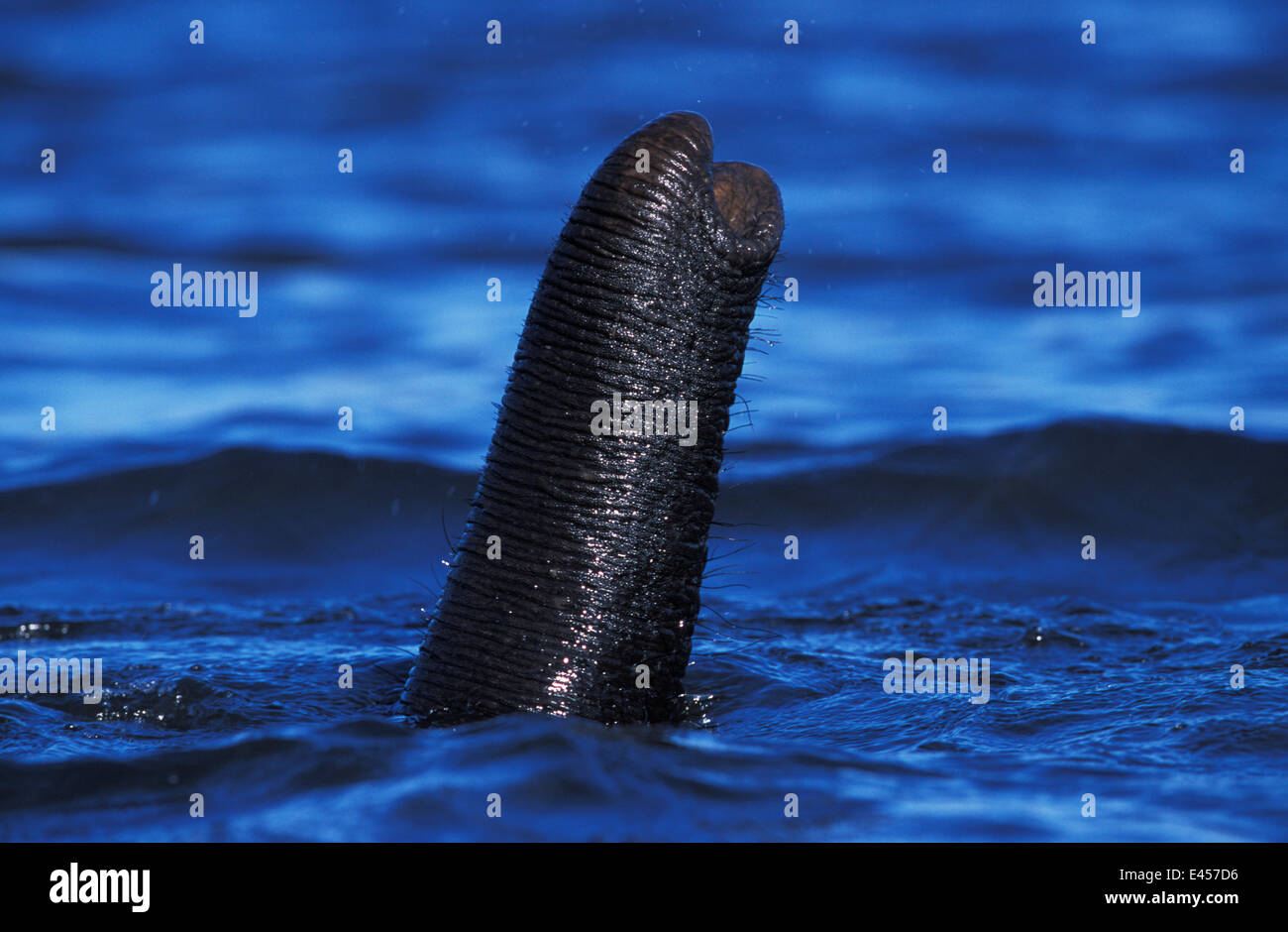 Comic elephant hi-res stock photography and images - Alamy