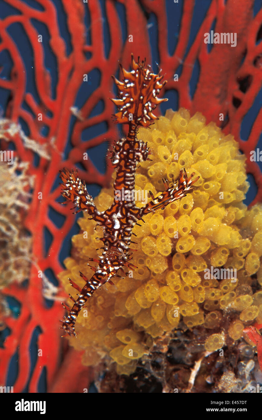 Ornate ghost pipefish on coral reef {Solenostomus paradoxus} Indo ...