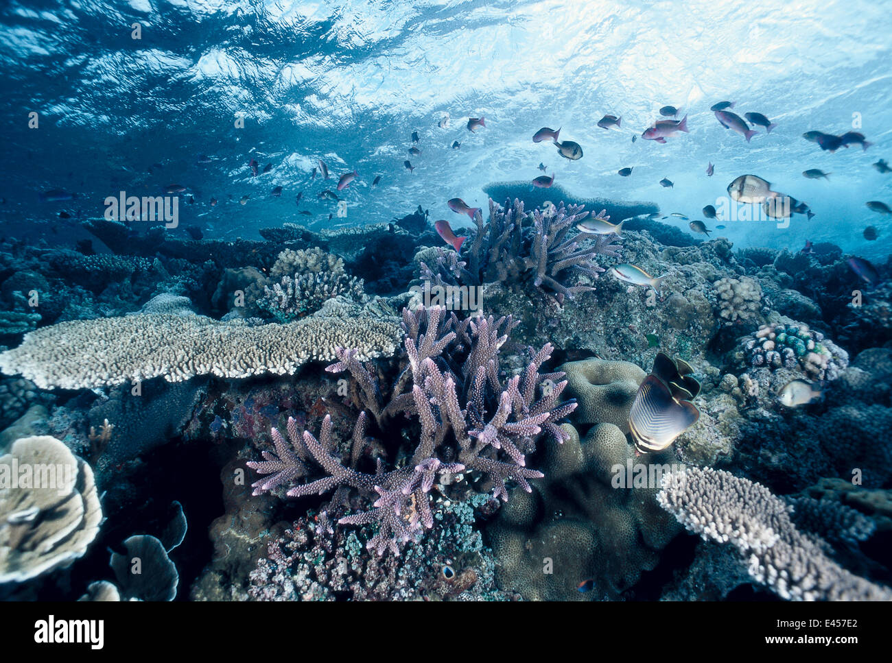 Coral reef with reef fish, Great Barrier Reef, Australia Stock Photo ...