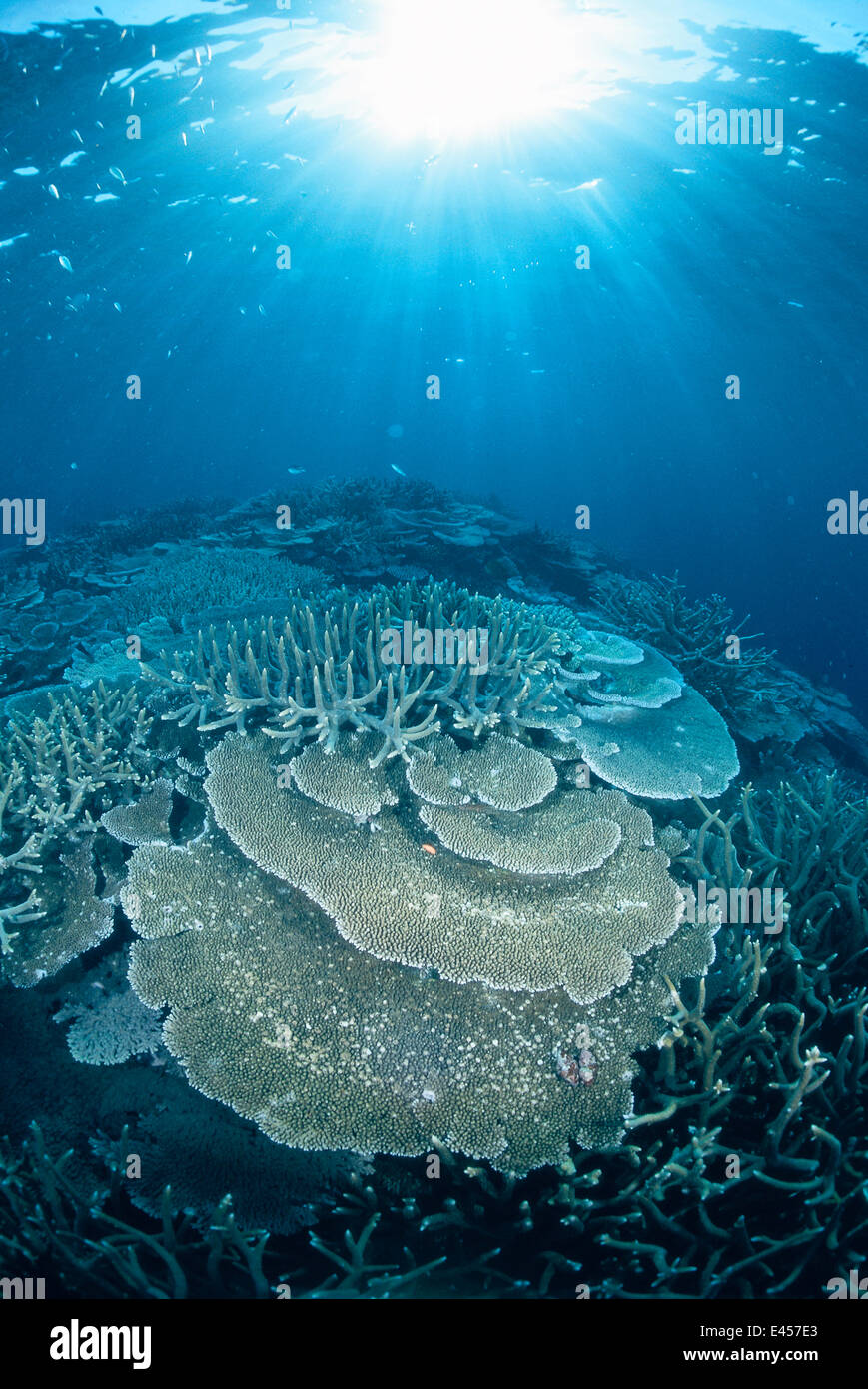 Coral reef with rays of sun penetrating water, Great Barrier Reef ...