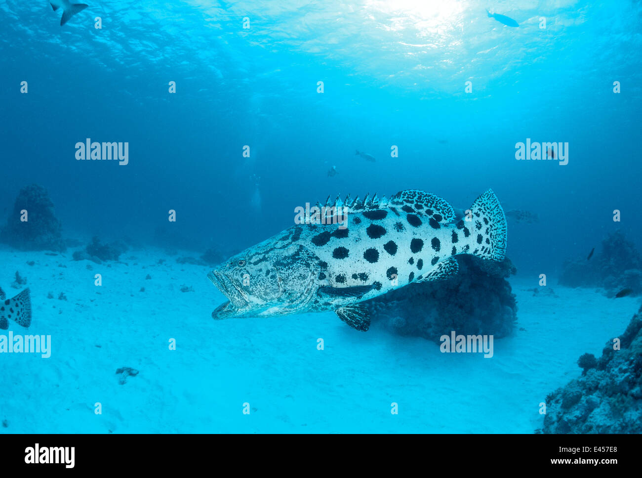 Potato cod great barrier reef hi-res stock photography and images - Alamy