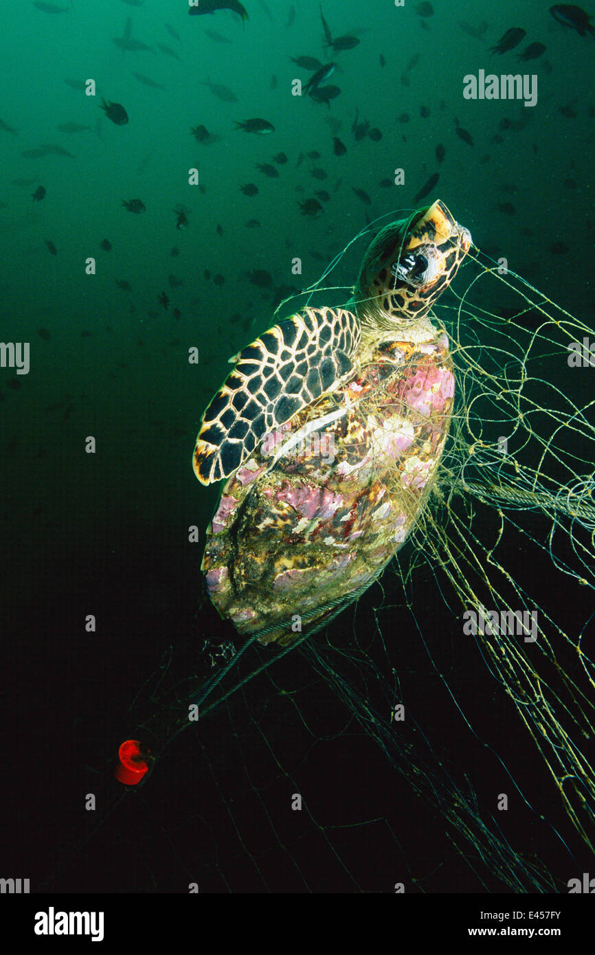 Turtle fishing net hi-res stock photography and images - Alamy