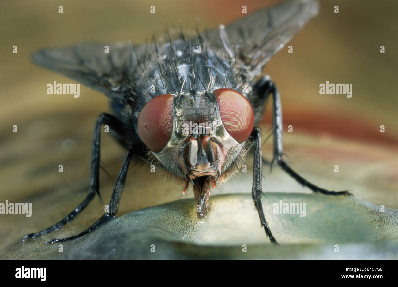 Common bluebottle fly {Calliphora vomitoria} drinking, UK Stock Photo ...
