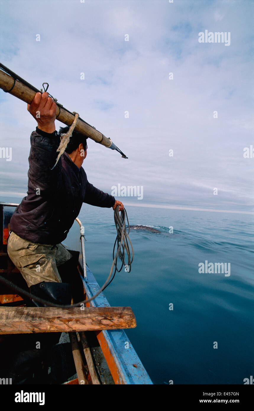 Man harpooning grey whale, Chukotka, Siberia, Russia Stock Photo - Alamy