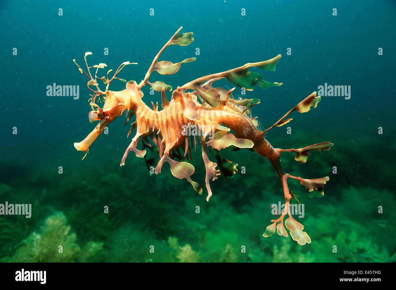 Leafy seadragon male {Phycodurus eques} Australia Stock Photo - Alamy