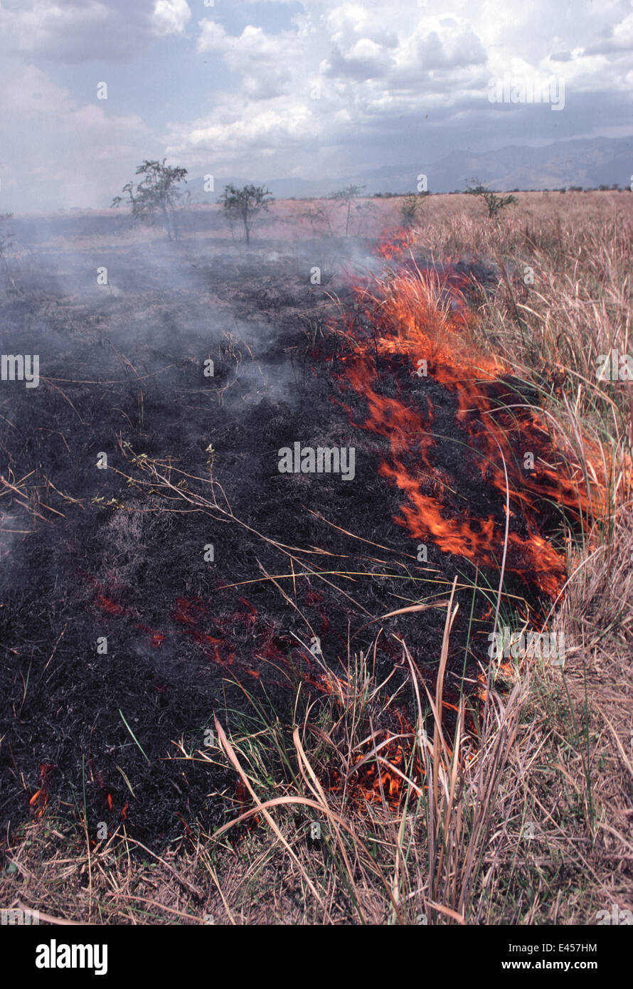 Grass fire started by poachers in the dry season, in attempt to drive ...