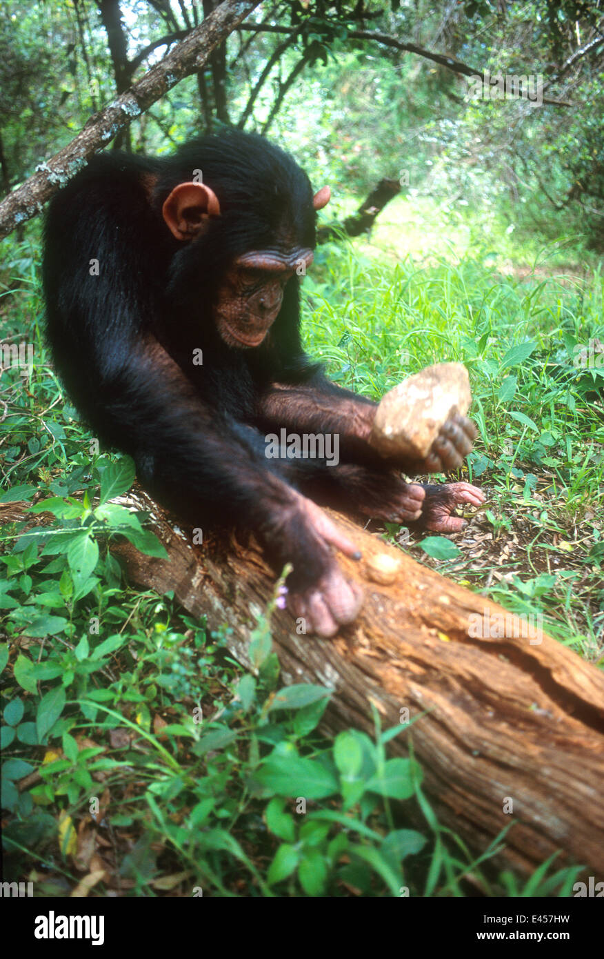 Chimpanzee cracks nut with stone. Sanctuary, Kenya Stock Photo - Alamy