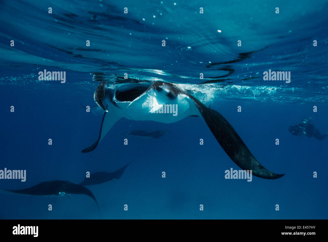 Manta rays red sea hi-res stock photography and images - Alamy
