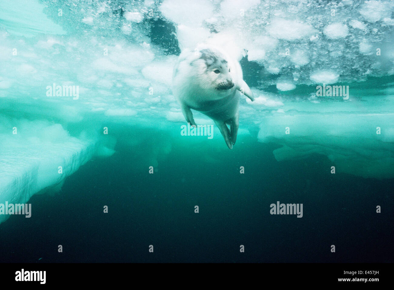 Seals underwater ice hi-res stock photography and images - Alamy