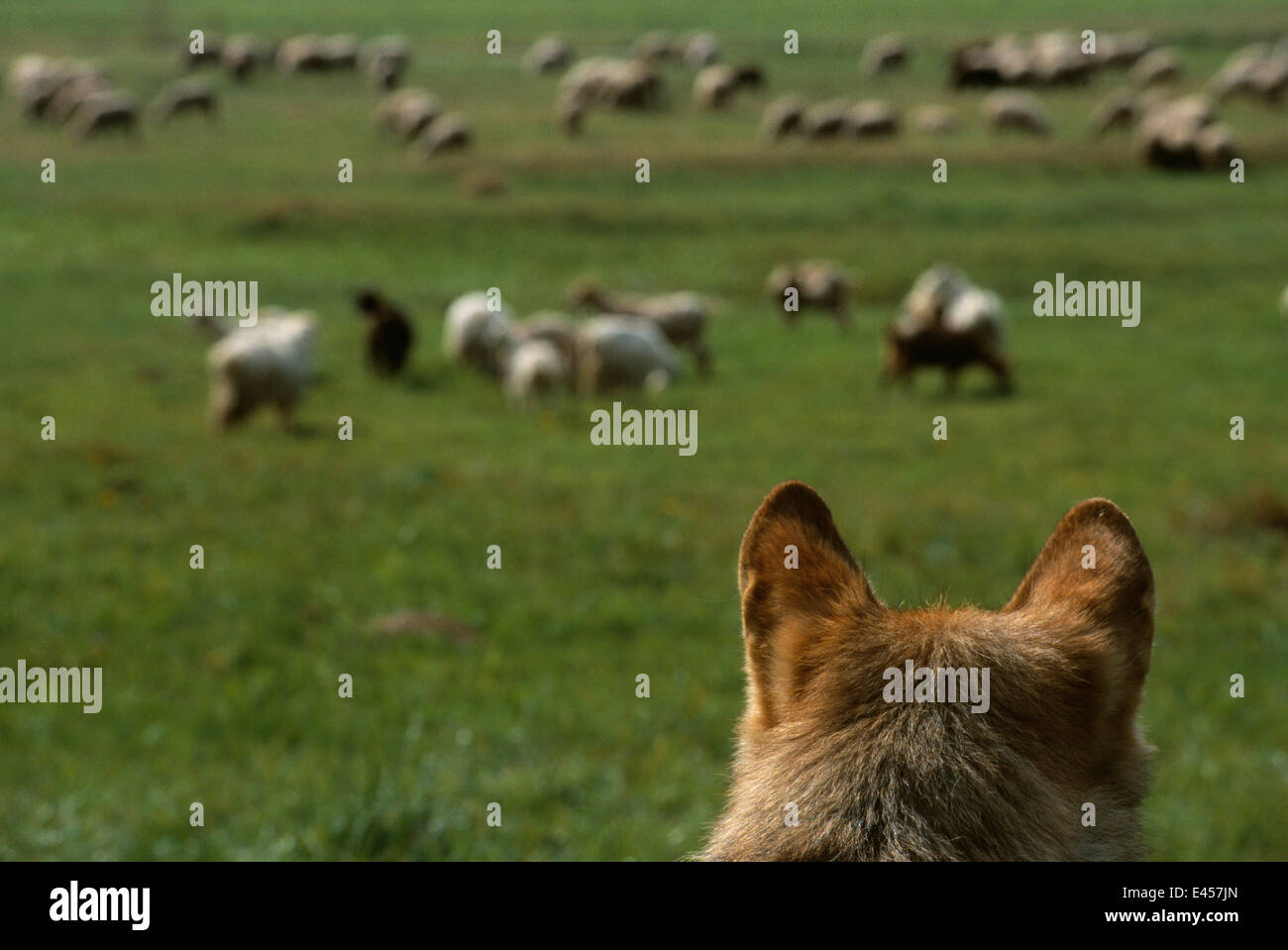 Wolf catches hi-res stock photography and images - Alamy