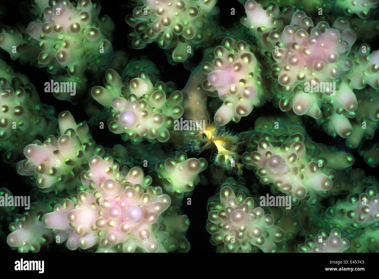 Acropora coral {Acroporidae} with Featherduster worm (Sabellidae ...