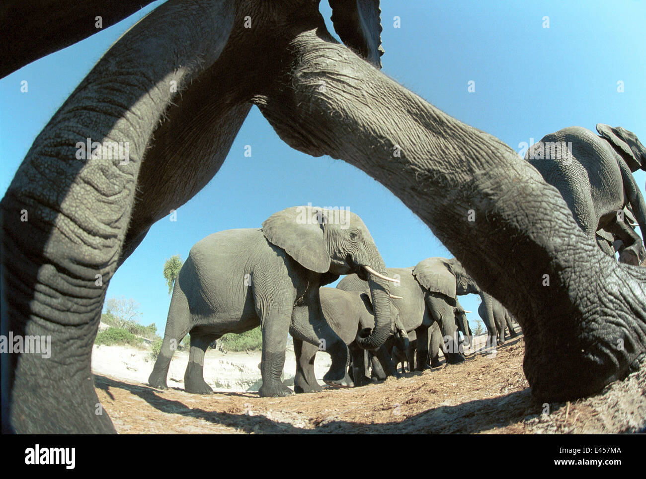 Wide angle shot of Elephant herd taken with remote control camera ...