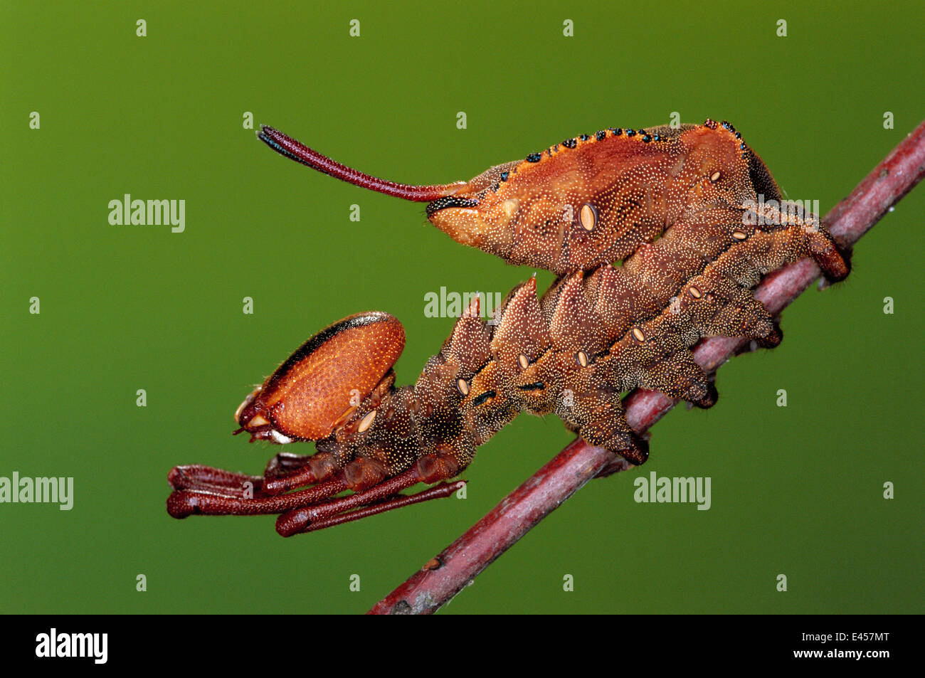Cryptic Lobster moth caterpillar mimics ant {Stauropus fagi} Germany ...