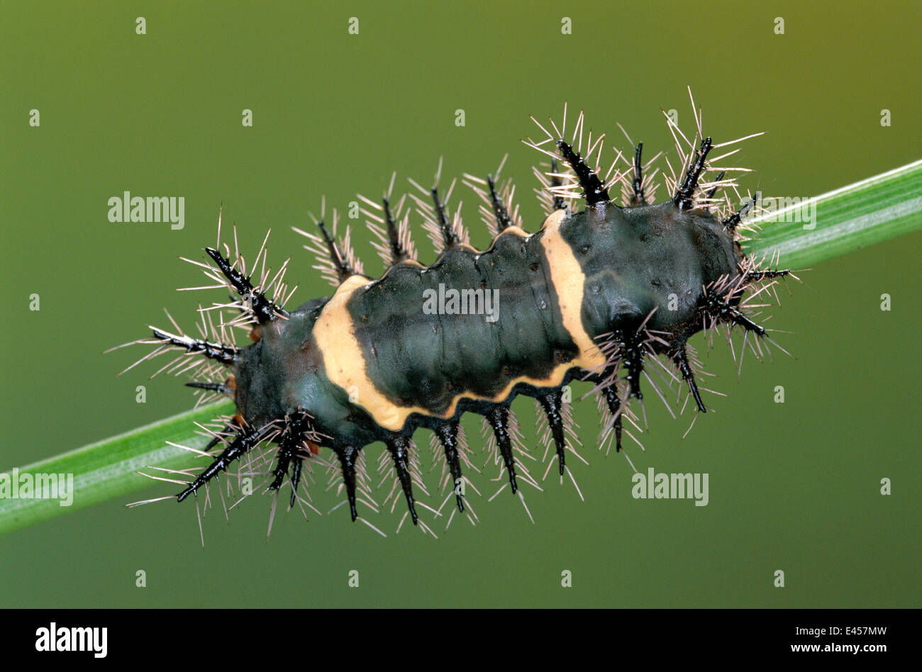 Slug caterpillar moth larva {Acharia nesea} Guanacaste, Costa Rica ...