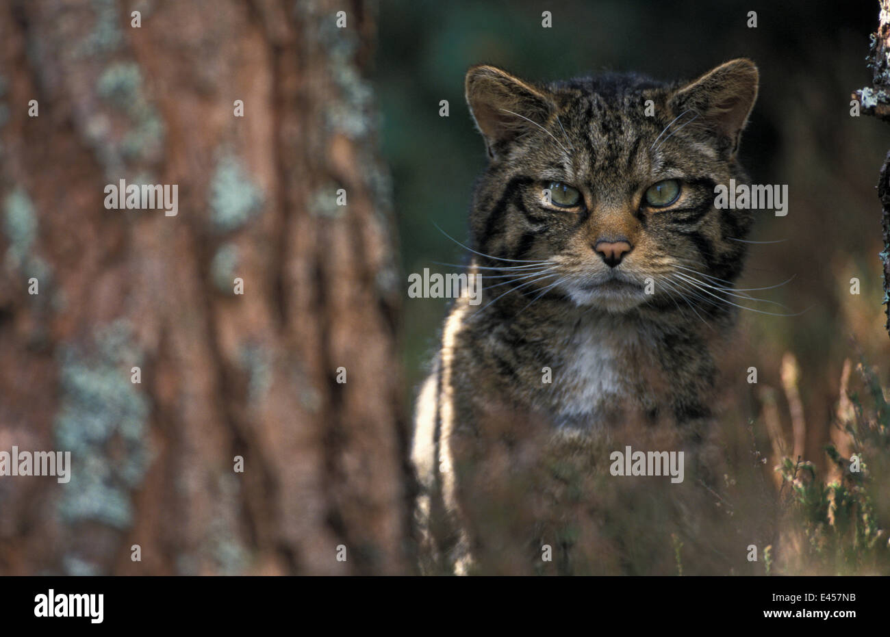 Scottish wildcat wild cairngorms hi-res stock photography and images ...