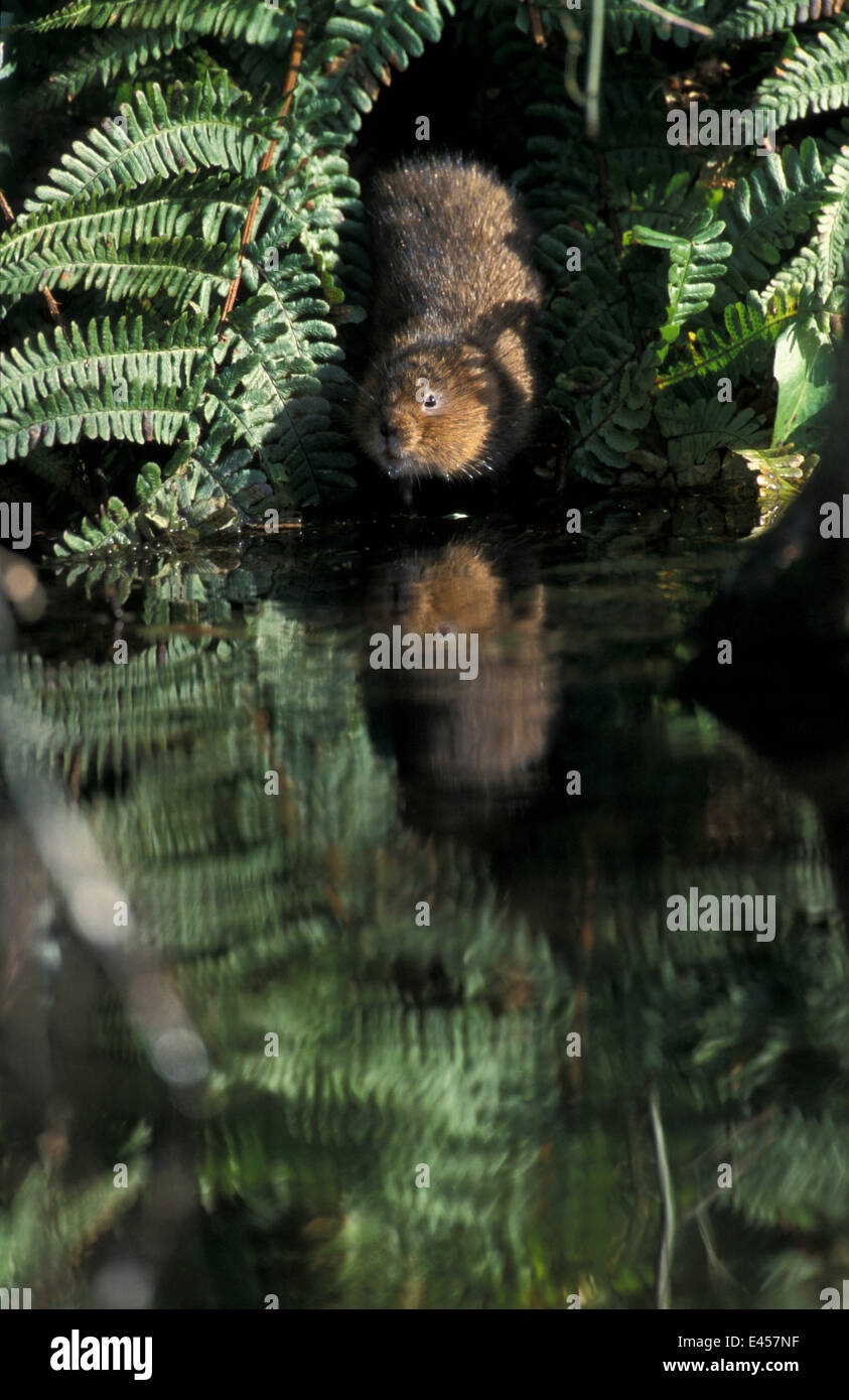 Water vole leaving canal side burrow entrance {Arvicola terrestris ...