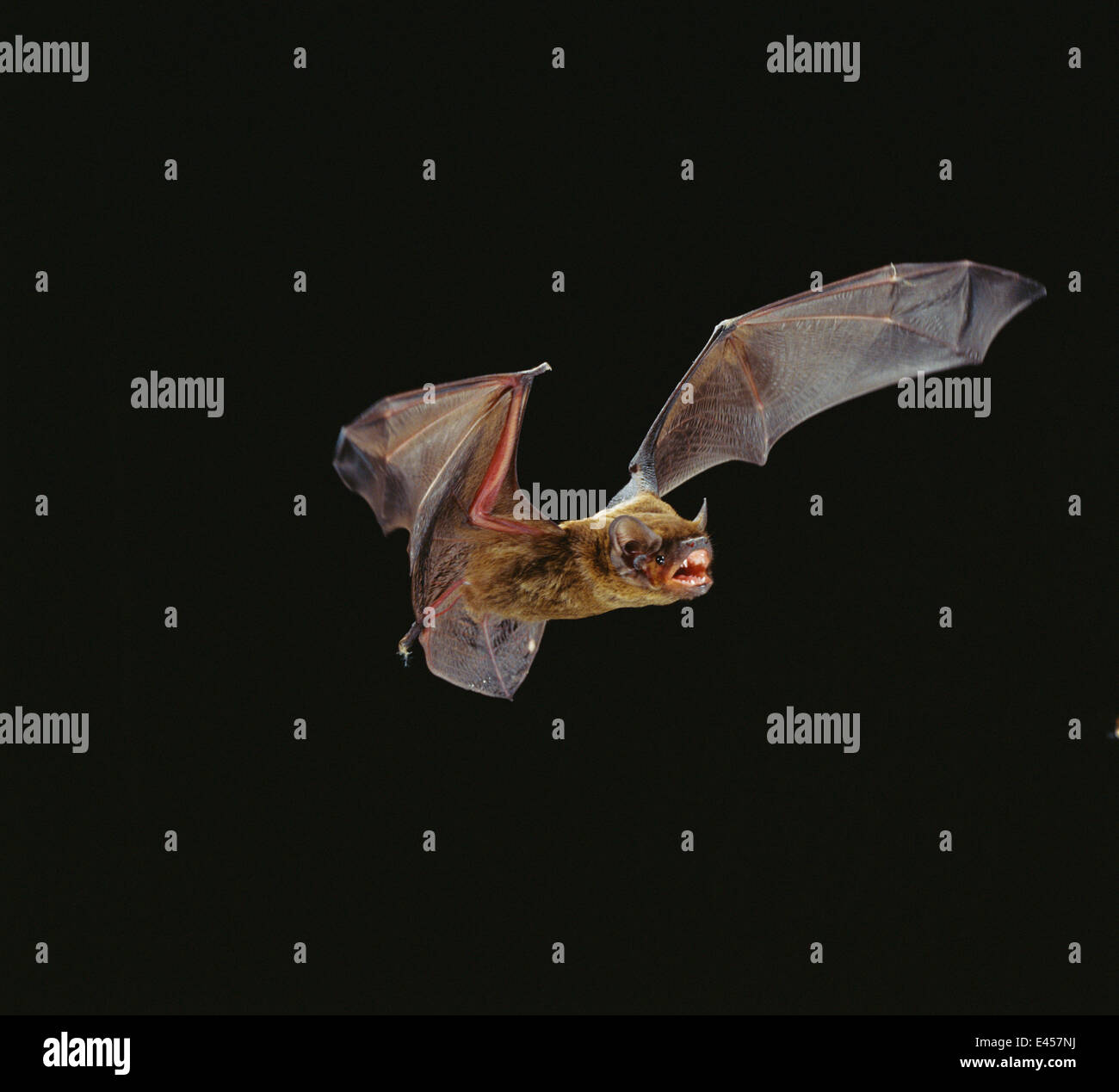 Leisler's bat flying {Nyctalus leisleri} Germany Stock Photo - Alamy