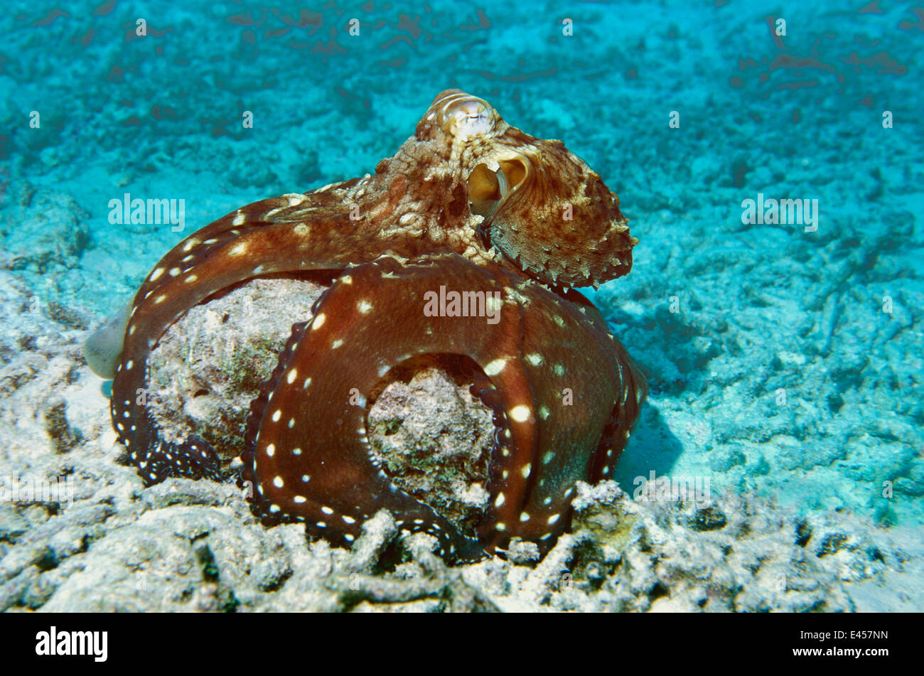 Common reef / Day octopus hunting for crustaceans and fish, enclosing ...