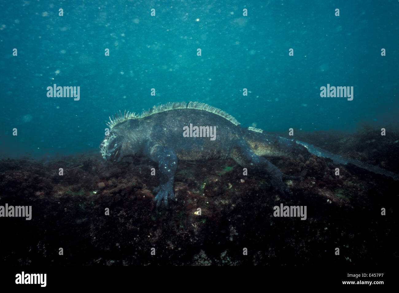Marine iguana eating algae hi-res stock photography and images - Alamy