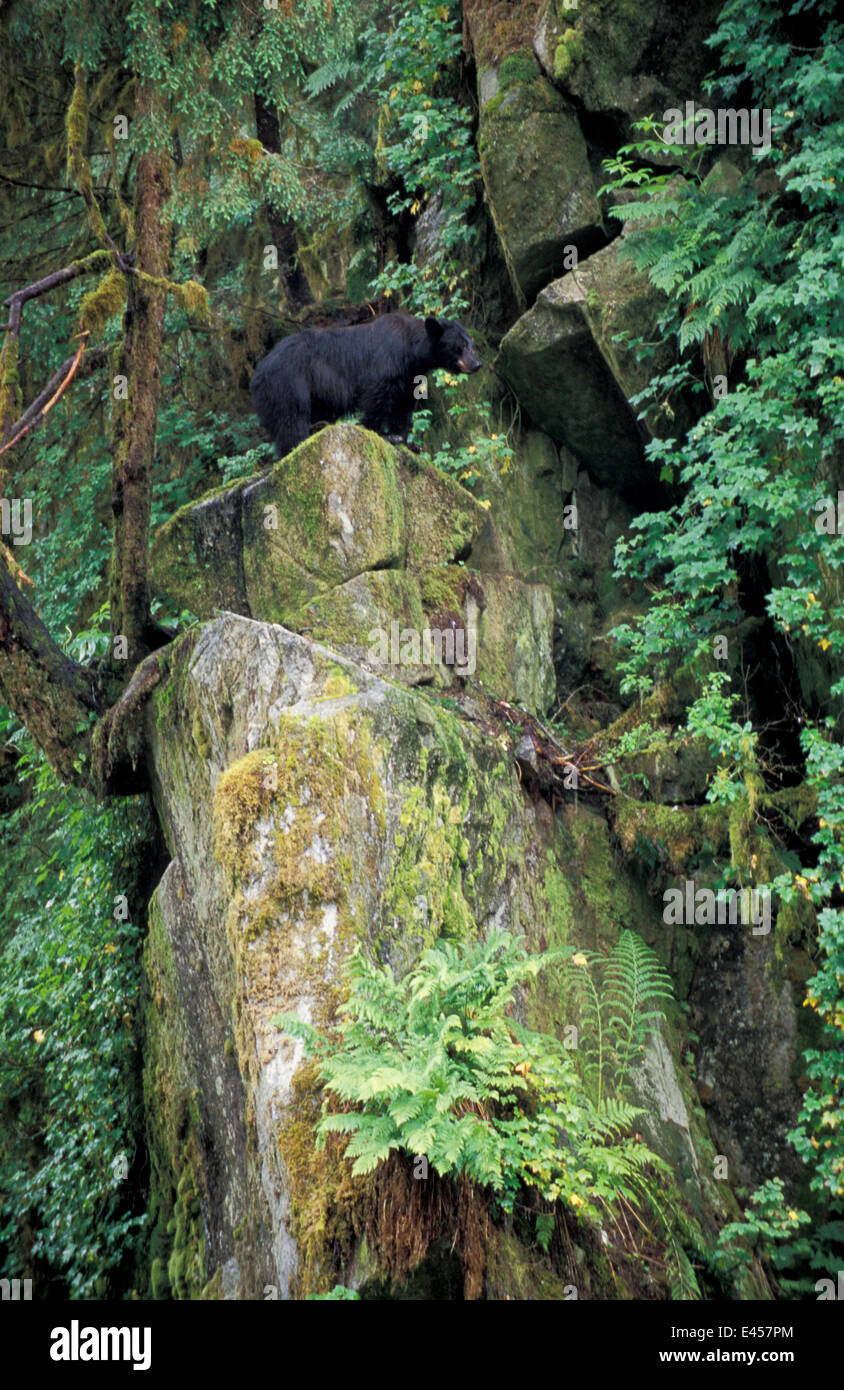 Black bear on rocky ledge above river {Ursus americanus} Alaska, USA ...