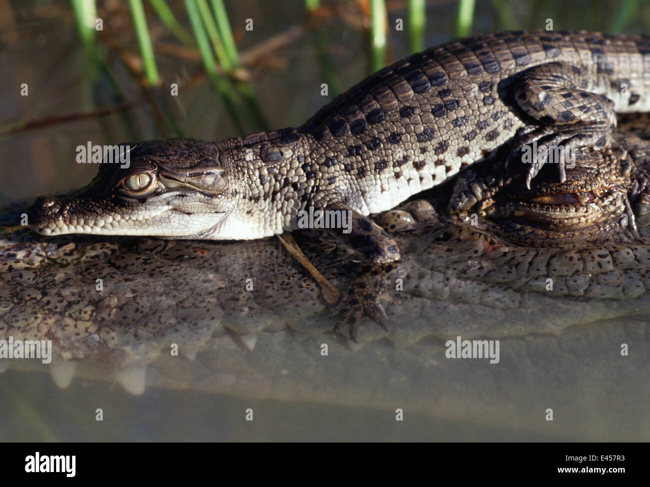 Saltwater crocodile hatchling on adult's head {Crocodylus porosus} NT ...