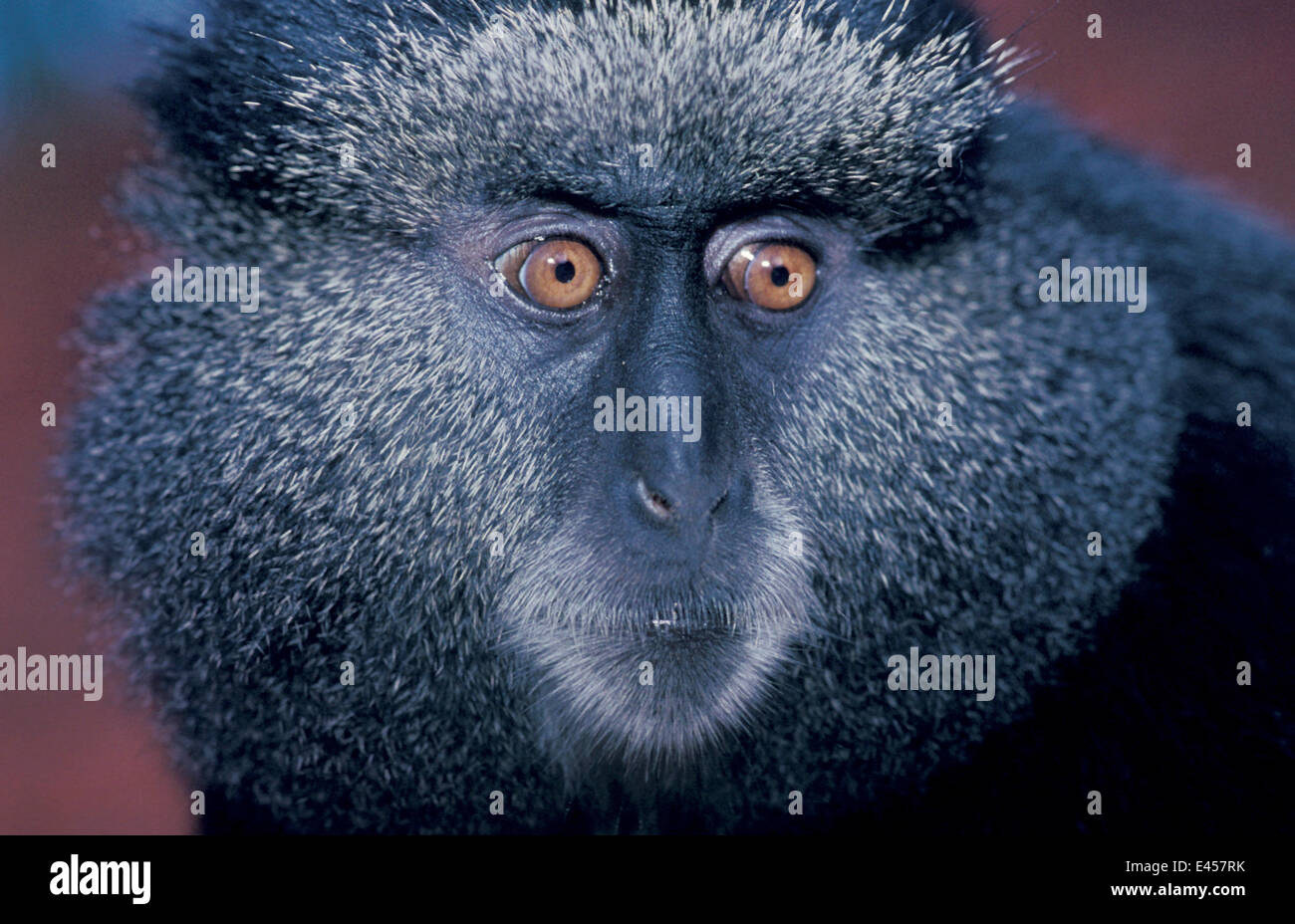 Blue monkey face {Cercopithecus mitis} Virunga NP, Congo Dem Rep Stock ...
