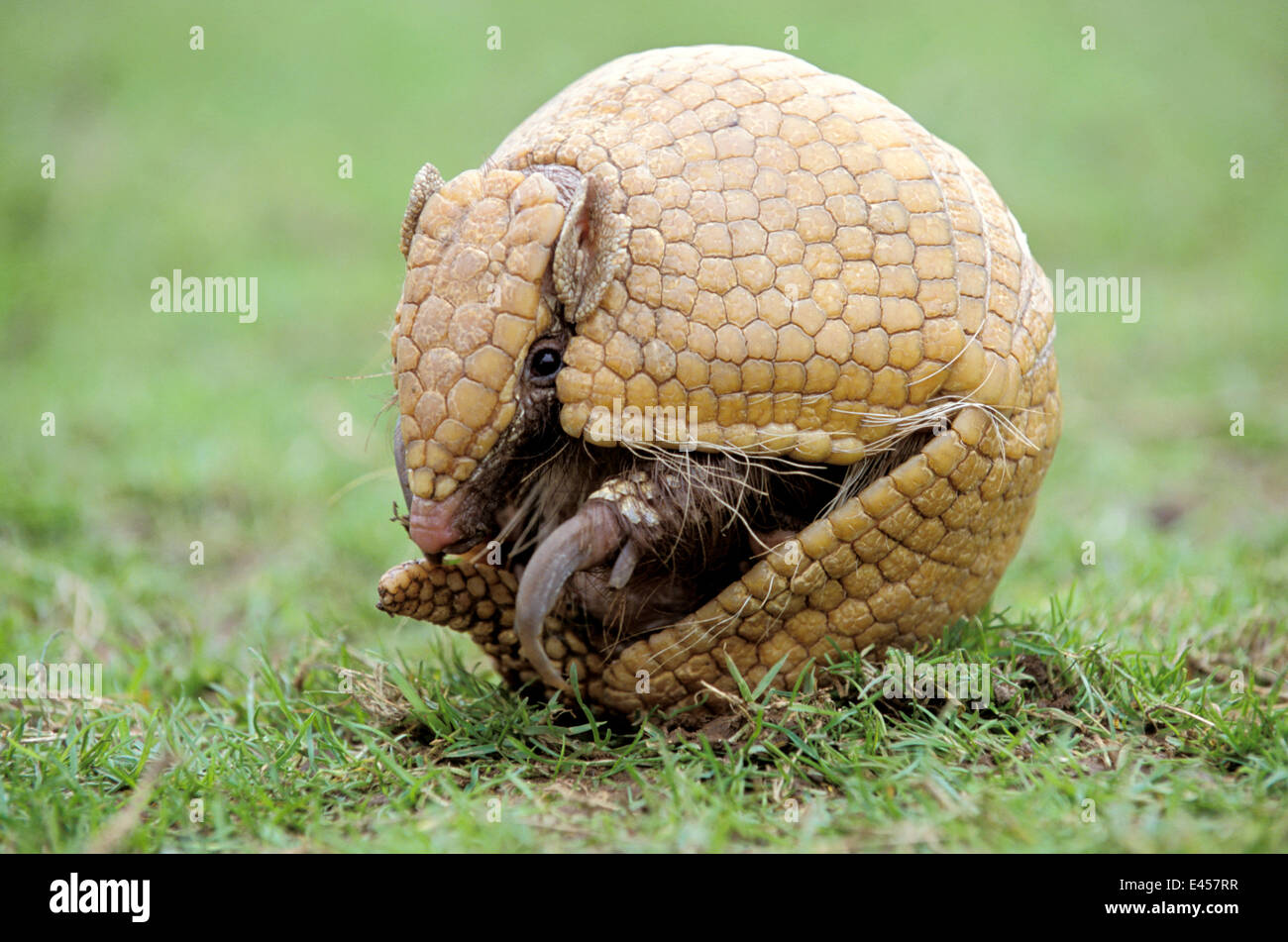 Armadillo Utklipp How To Get Rid Of Armadillos Control, Catch & Repel