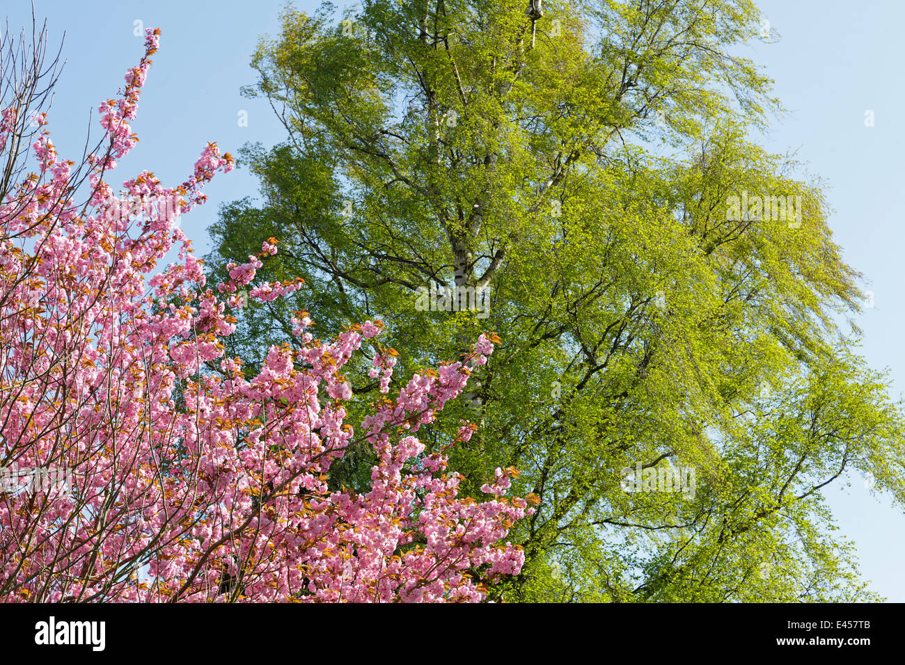trees in spring Stock Photo - Alamy