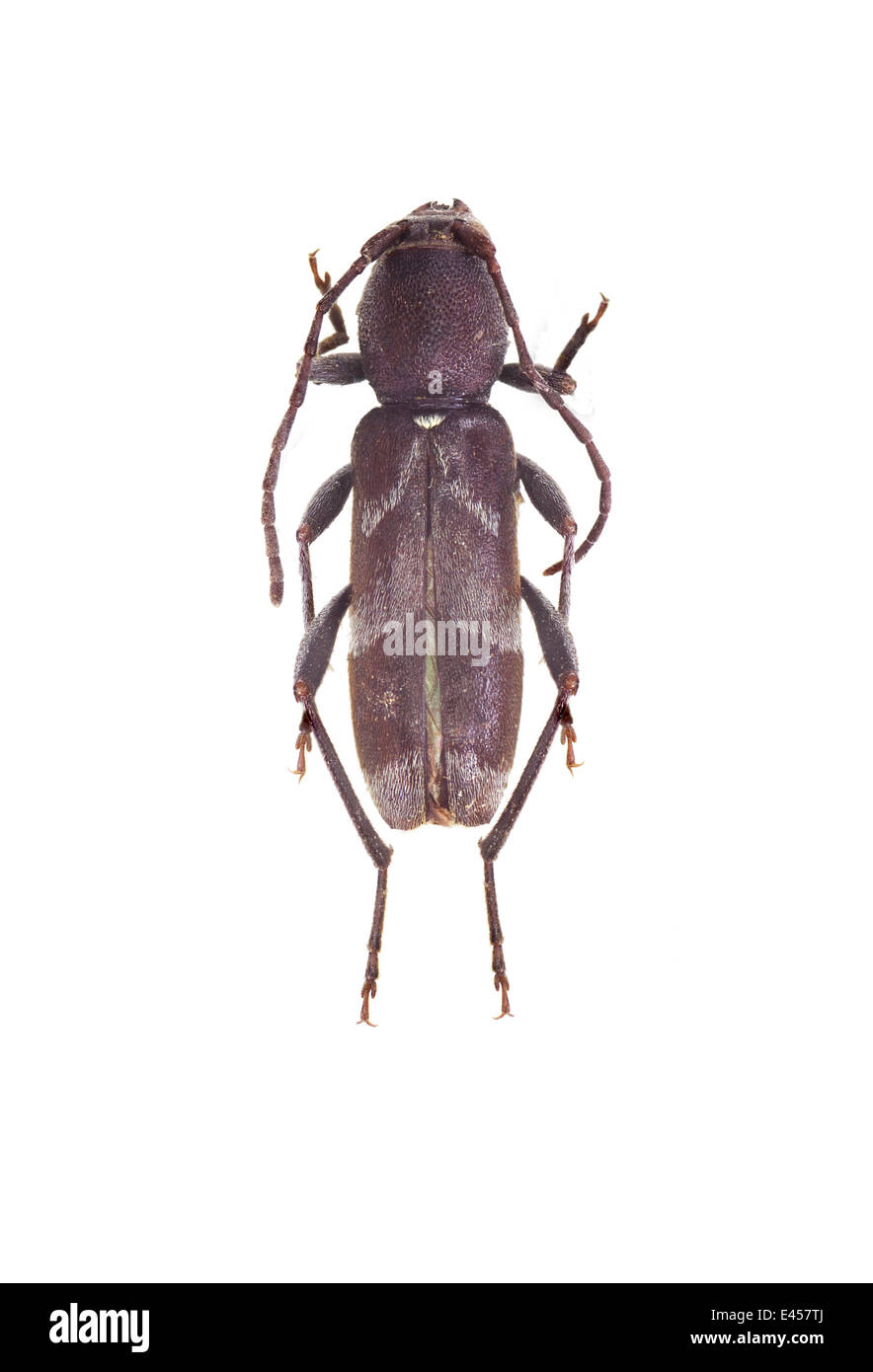 Coleoptera; Cerambycidae; Chlorophorus ruficornis; Olivier 1790 Stock ...