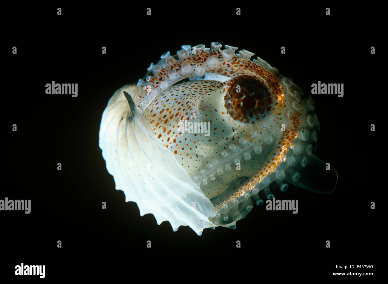 Argonauta hi-res stock photography and images - Alamy