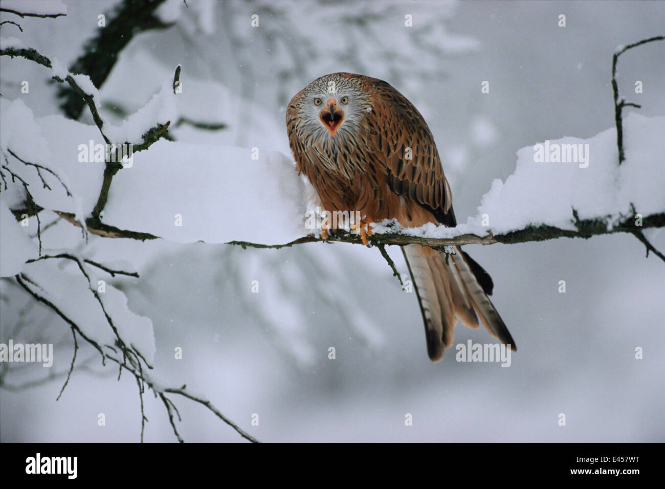 Red kite in snowy hi-res stock photography and images - Alamy