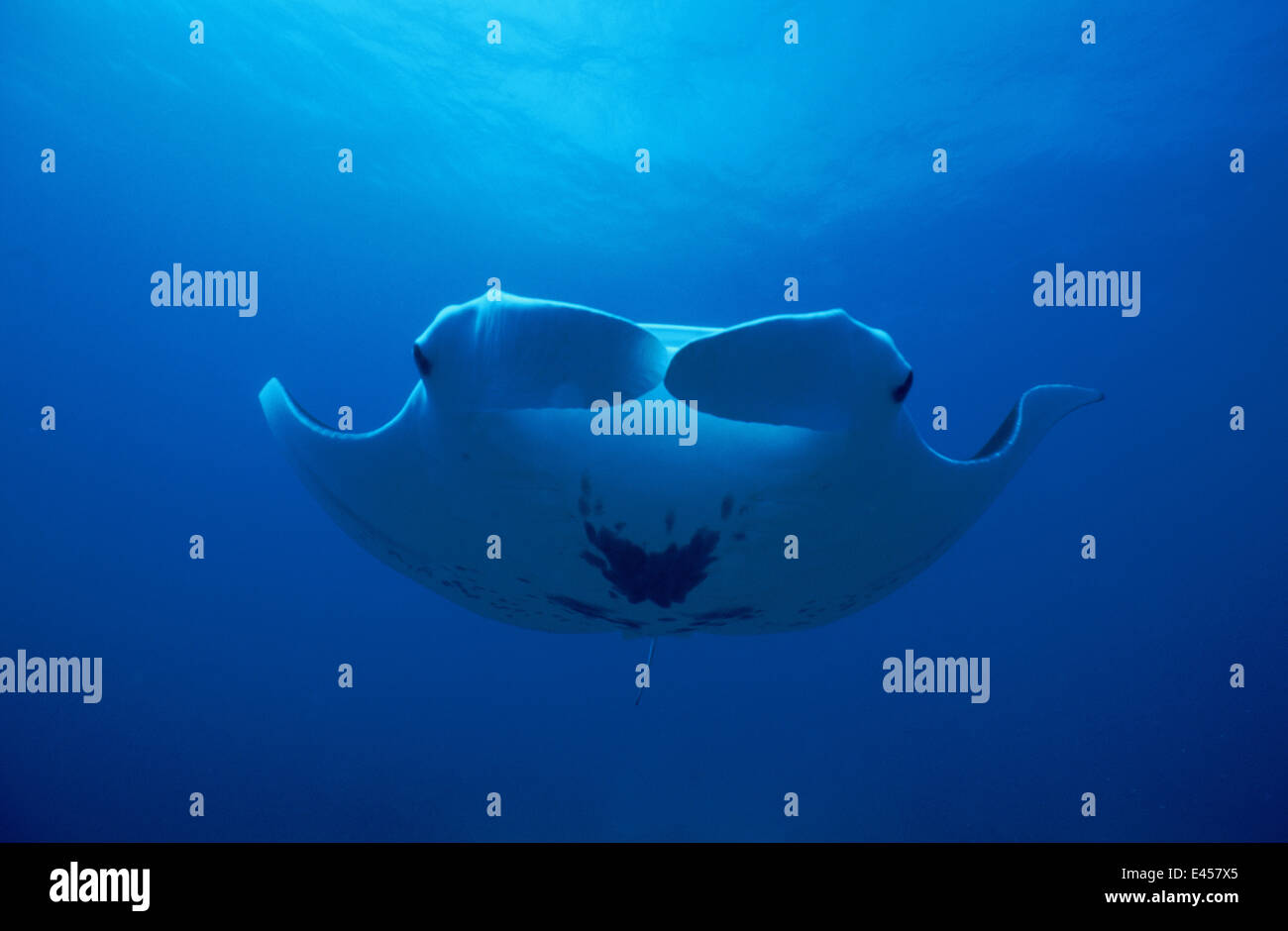Underside view of Manta Ray {Manta birostris} Mexico Stock Photo - Alamy