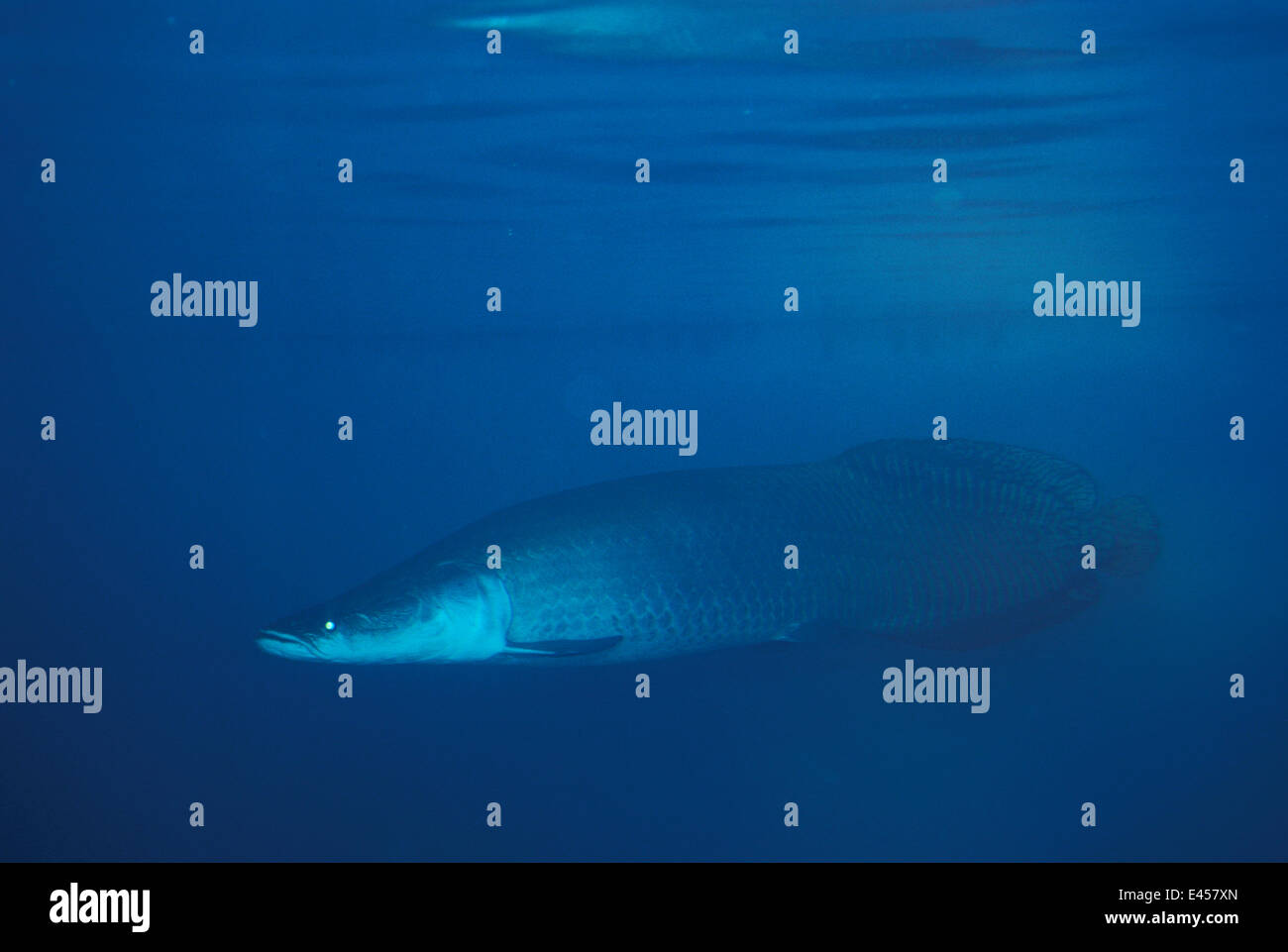Giant arapaima {Arapaima gigas} the largest freshwater fish, Amazon ...