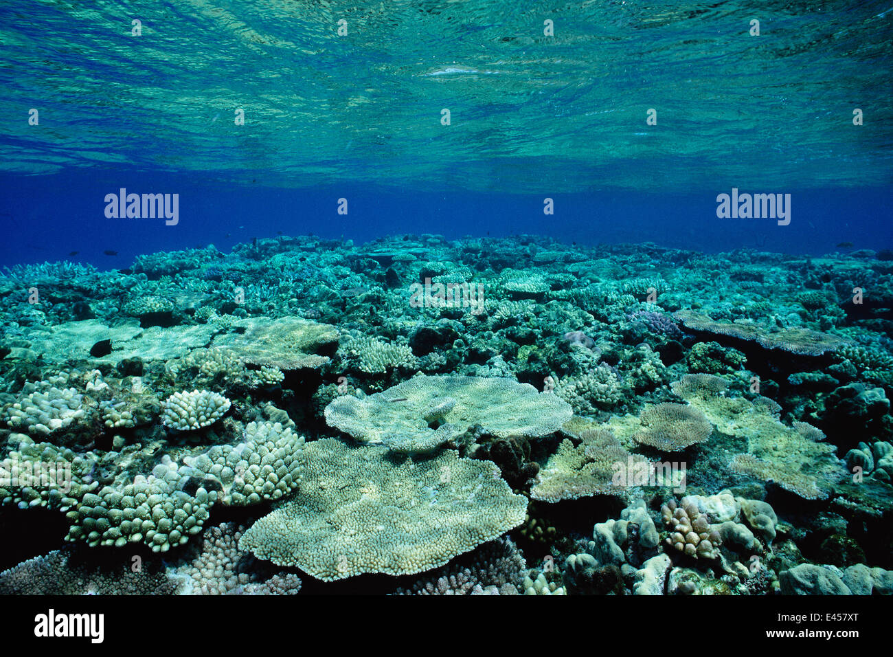Coral reef table underwater landscape, Great Barrier Reef, Australia ...