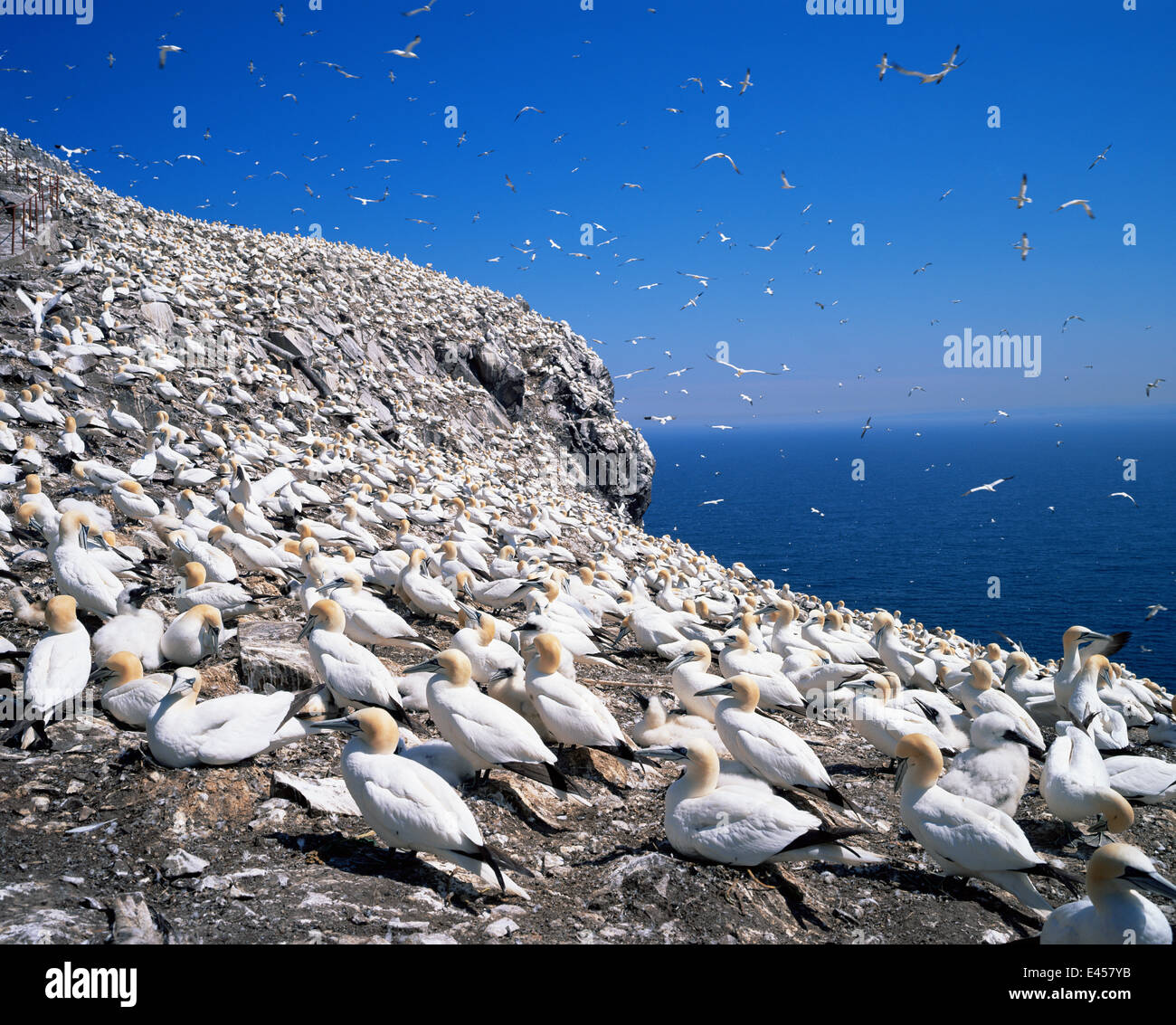 Northern gannet breeding colony {Morus bassana} Bass Rock, Scotland, UK ...