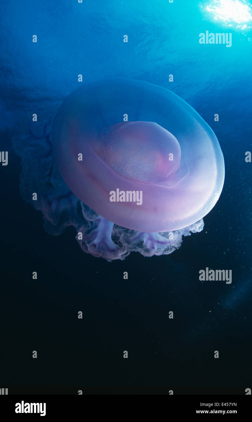 Jellyfish cephea cephea hi-res stock photography and images - Alamy