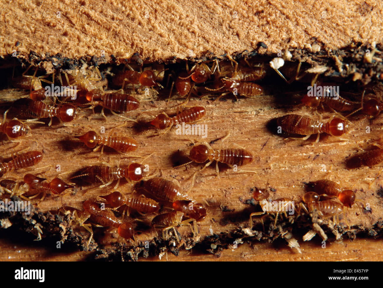 Termites excavating corridor in wood {Isoptera} Bunaken, Sulawesi ...