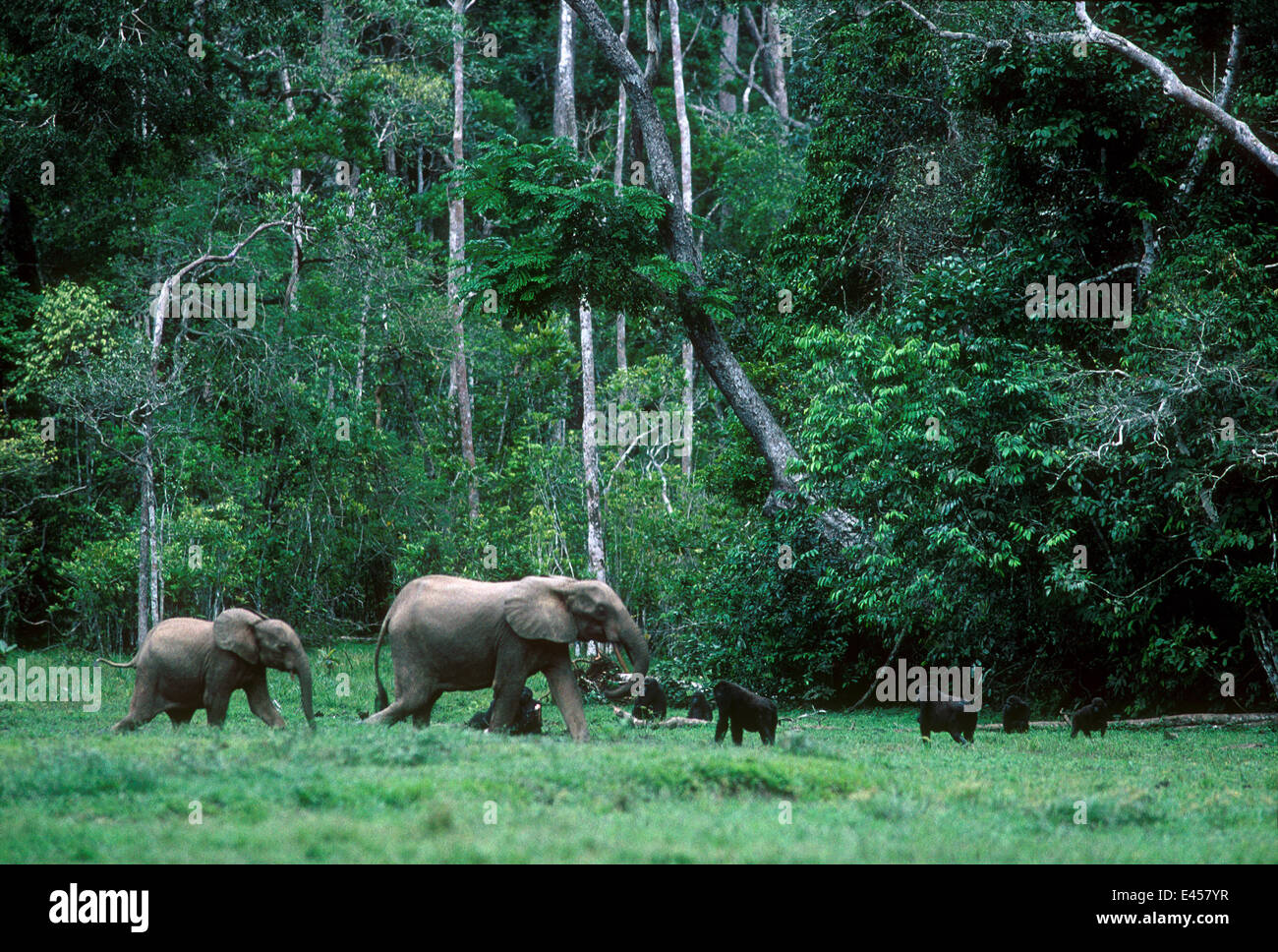 Western lowland gorillas and Forest elephants in clearing in tropical ...
