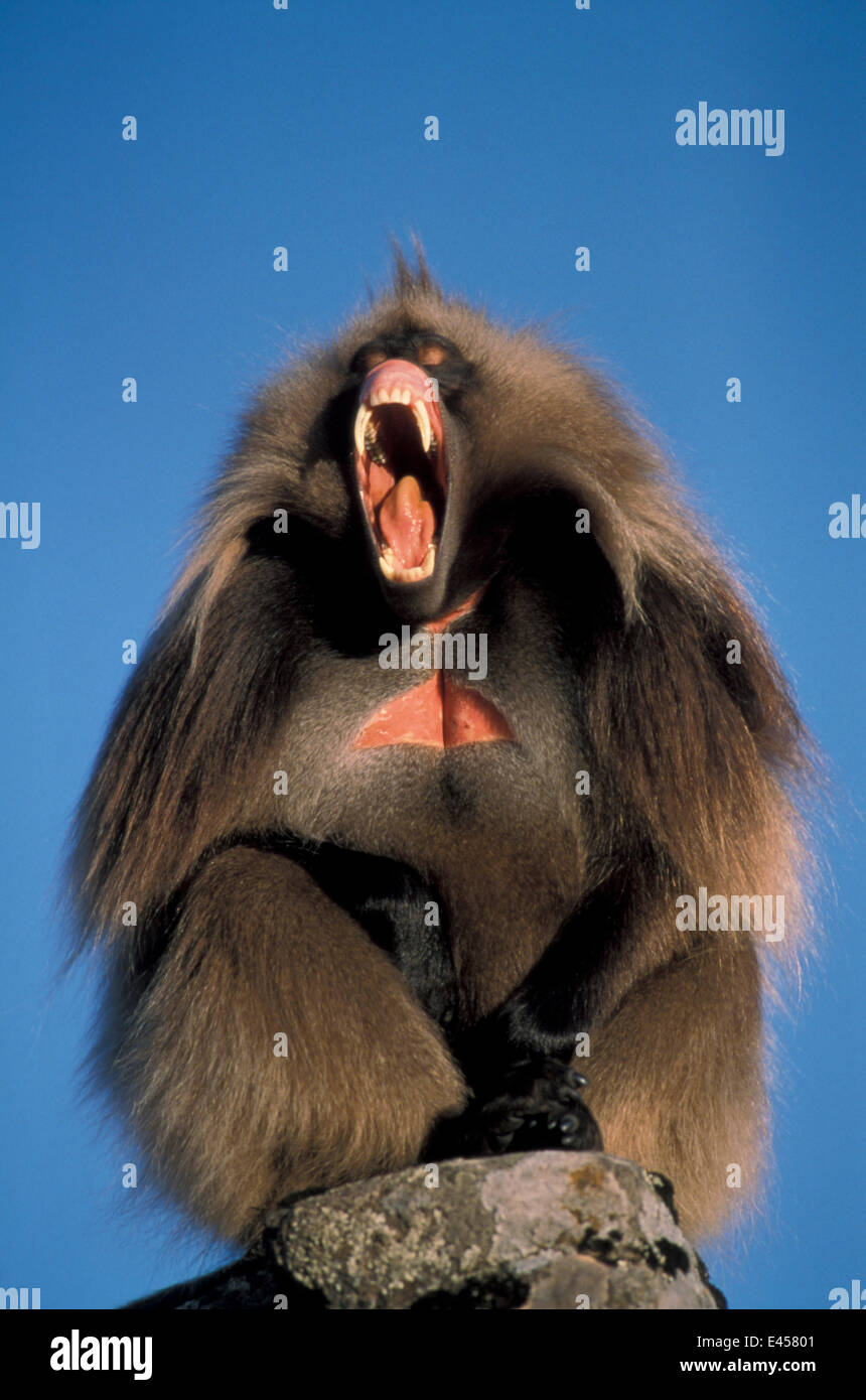 Baboon Aggressive Male Stock Photos & Baboon Aggressive Male Stock ...