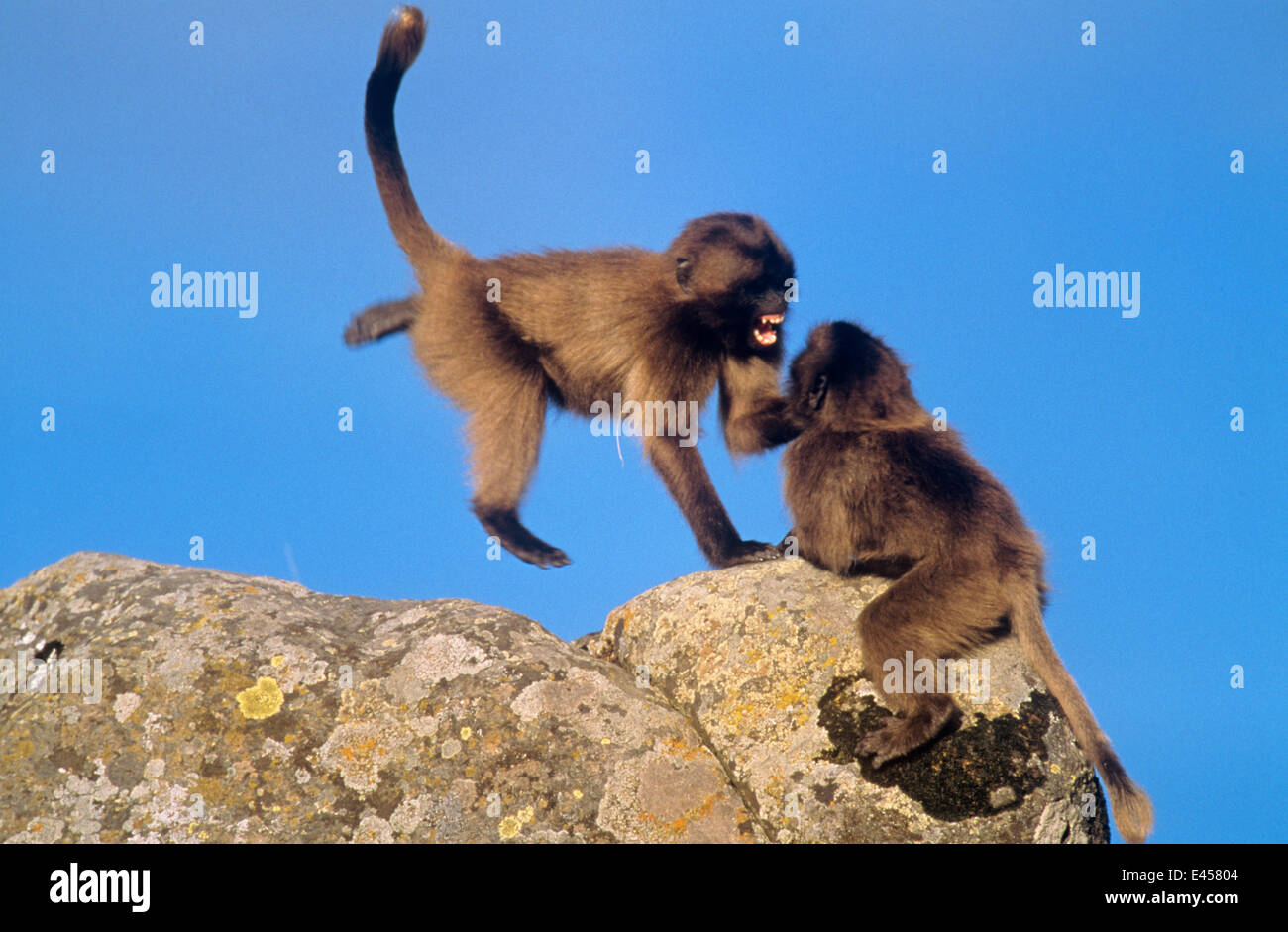 Gelada baboons fight hi-res stock photography and images - Alamy