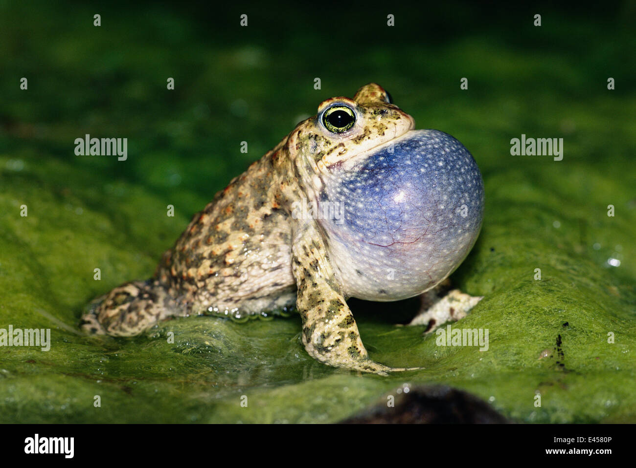 Natterjack toad male calling {Bufo calamita} vocal sac inflated ...