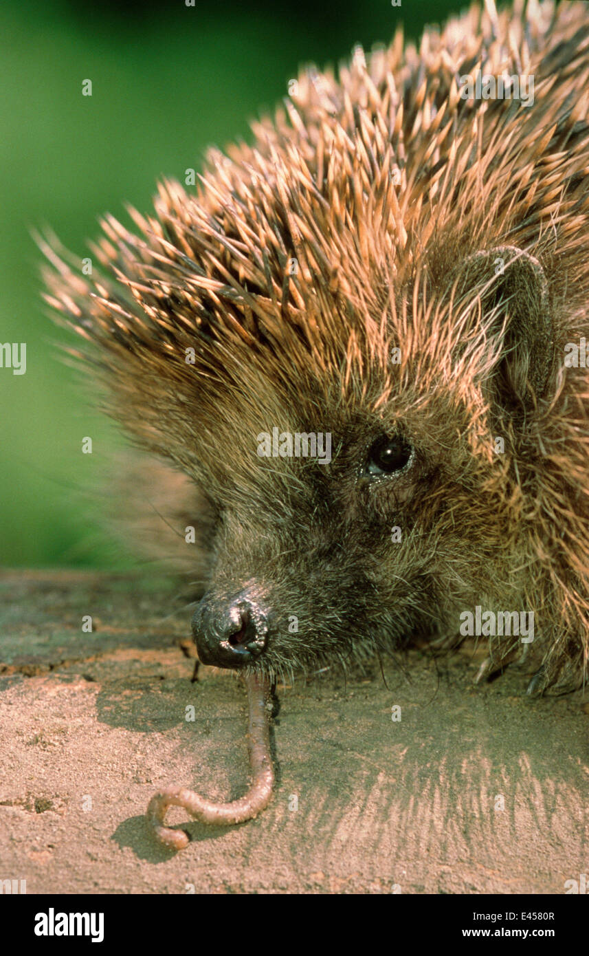 Hedgehog eating earthworm {Erinaceus europaeus} Germany Stock Photo - Alamy