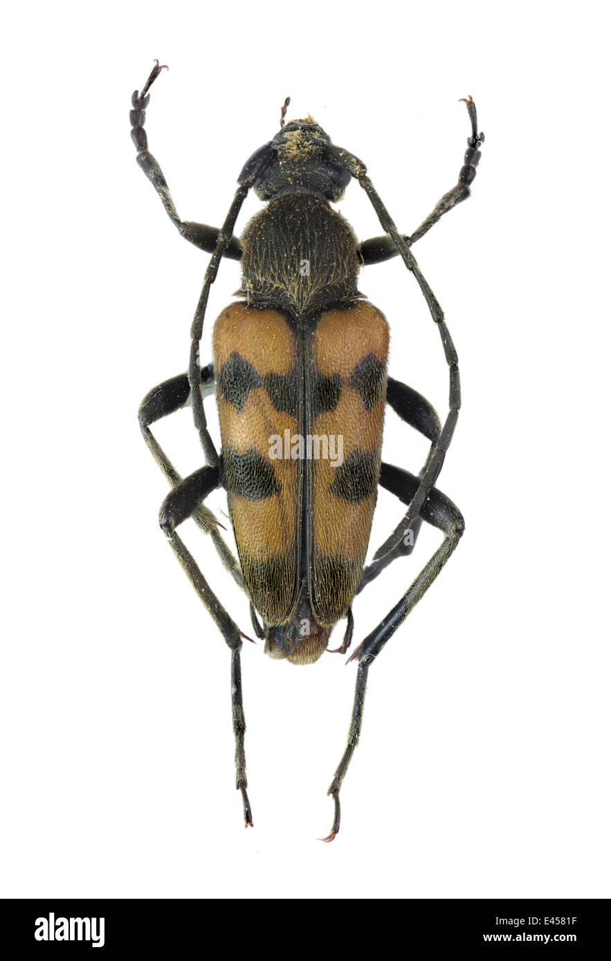 Coleoptera; Cerambycidae; Pachytodes erraticus; Dalman 1817 Stock Photo ...