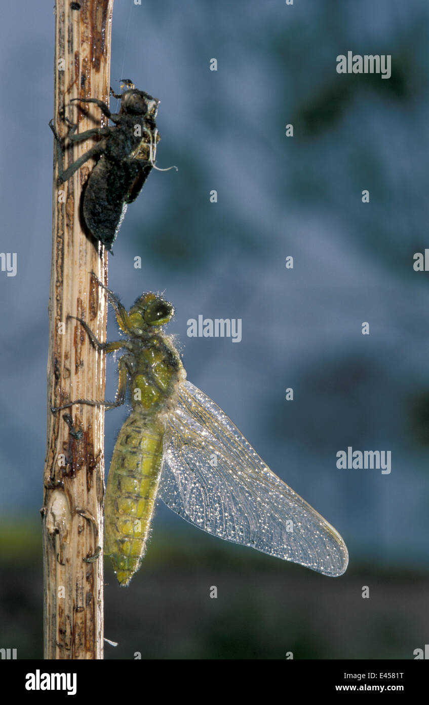 Dragonfly life cycle hi-res stock photography and images - Alamy