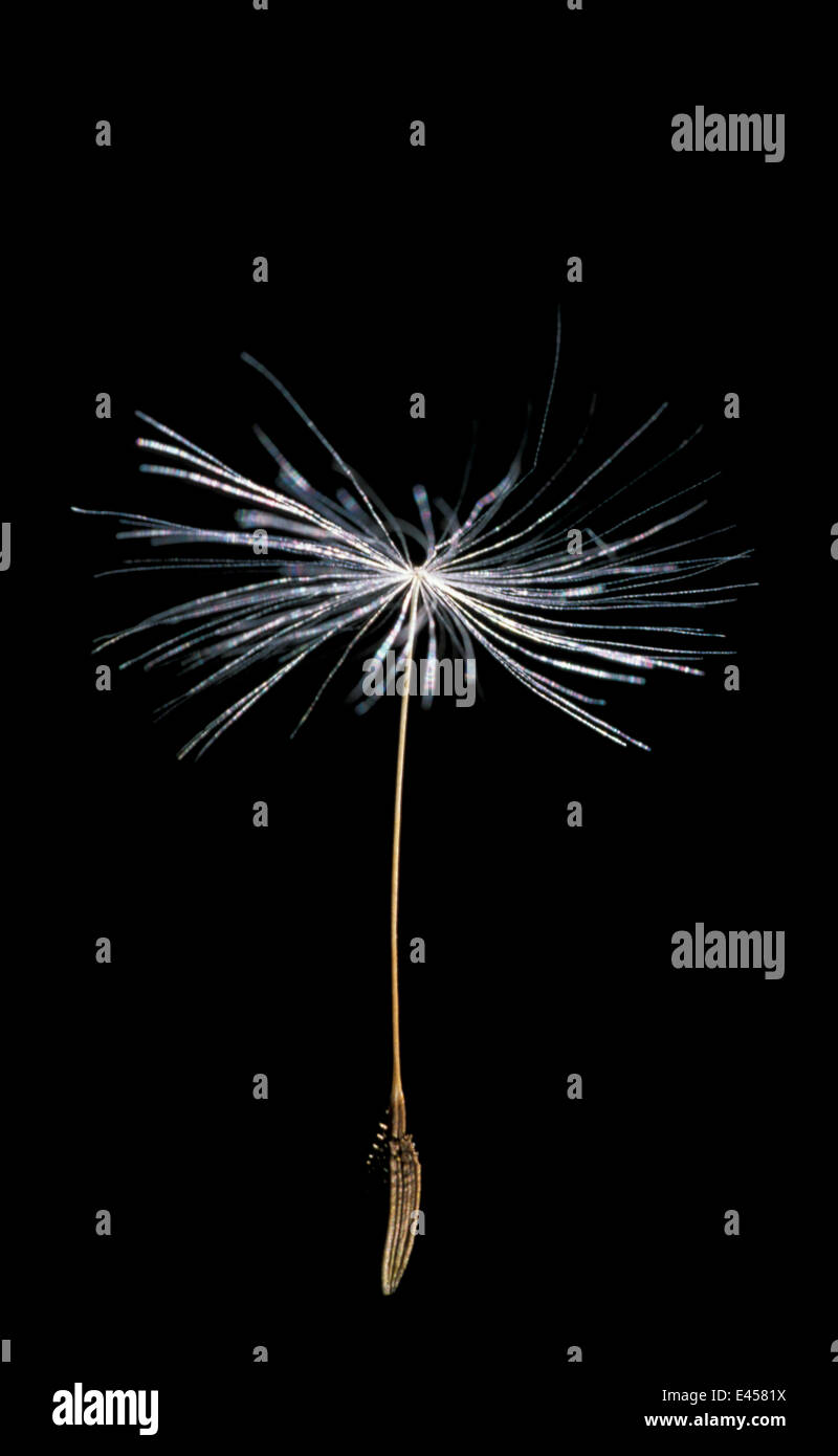 Dandelion seed floating {Taraxacum officinale} Germany Stock Photo - Alamy
